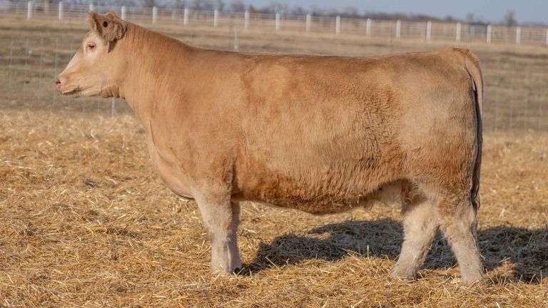 VANHOVE 3131 - SteerBidder