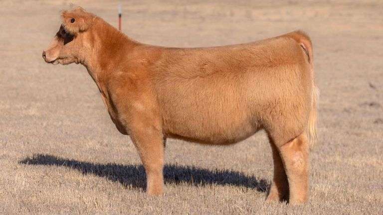 HOLLEY TAG 8 HEIFER - SteerBidder