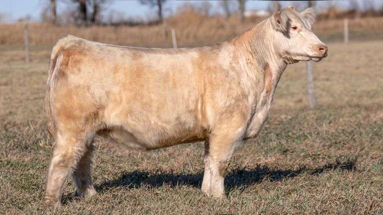 DORIS 346 - SteerBidder