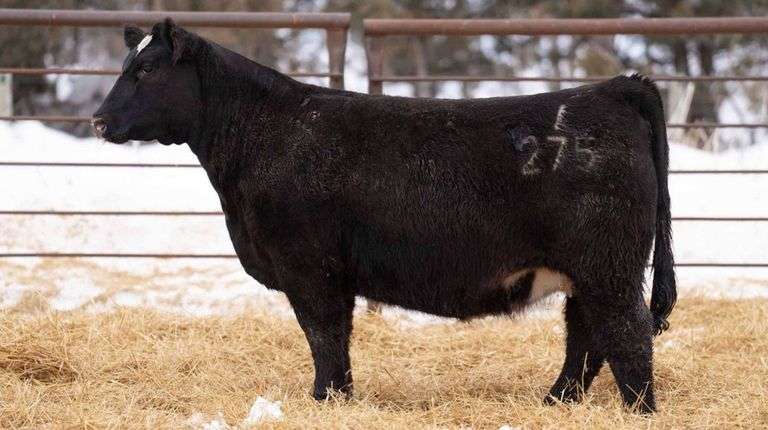 DIECKMANN 275 X MATERNAL MADE PREGNANT RECIP - SteerBidder