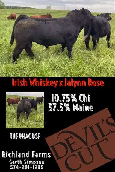 10 UNITS DEVILS CUT - SteerBidder