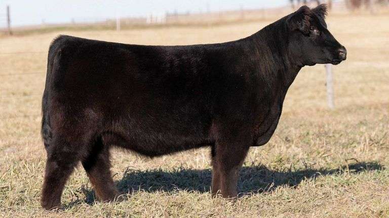 DORIS 341 - SteerBidder