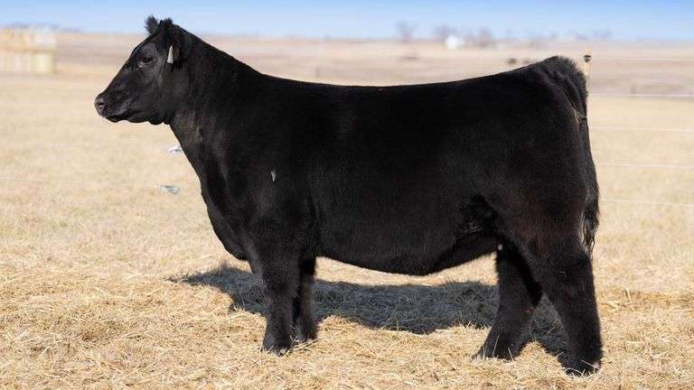 HGTA X 221 EMBRYOS - SteerBidder