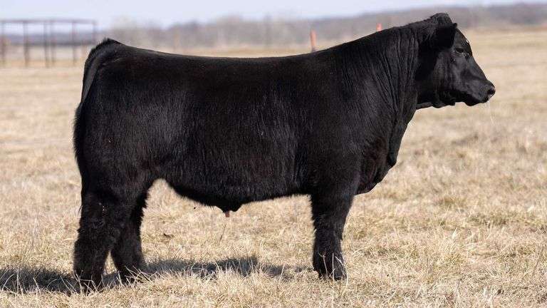 TAG NT BULL - SteerBidder