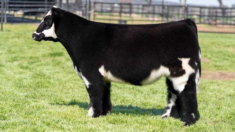 TAG 60 STEER - SteerBidder