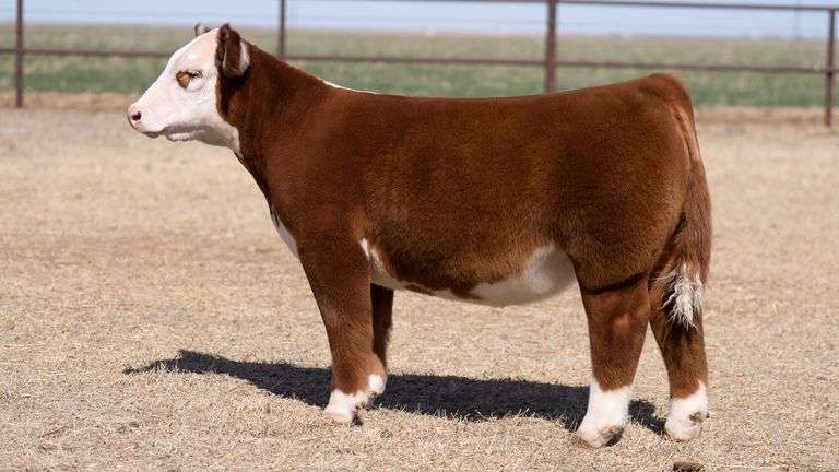 TAG 60 STEER - SteerBidder