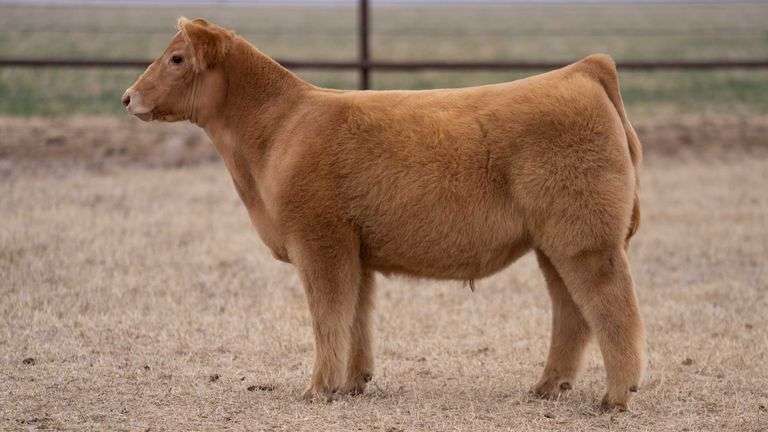 TAG 1 STEER - SteerBidder