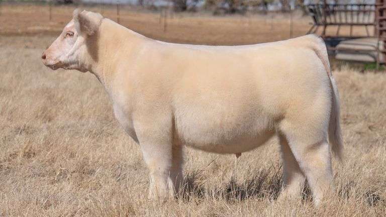 TAG 35 STEER - SteerBidder