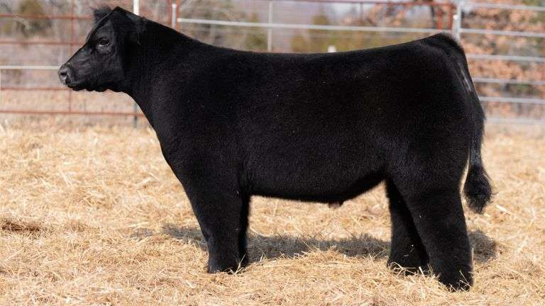 TAG 43A STEER - SteerBidder