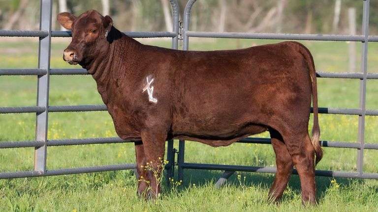 TAG 307 HEIFER - SteerBidder