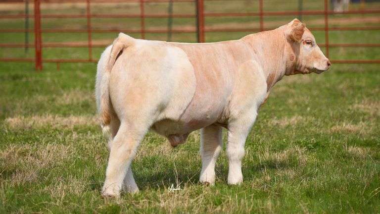 TAG 8 STEER - SteerBidder