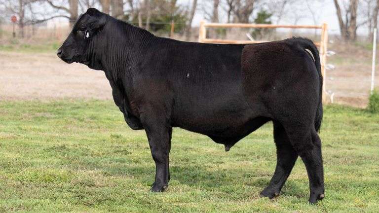 TAG 8 STEER - SteerBidder