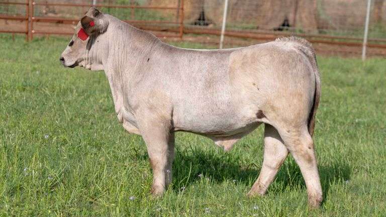 TAG 8 BULL - SteerBidder