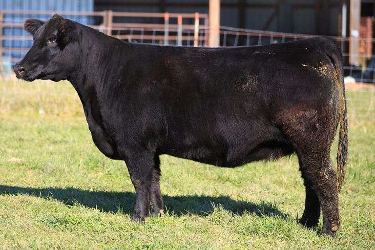 360 DEGREES SEMEN - SteerBidder