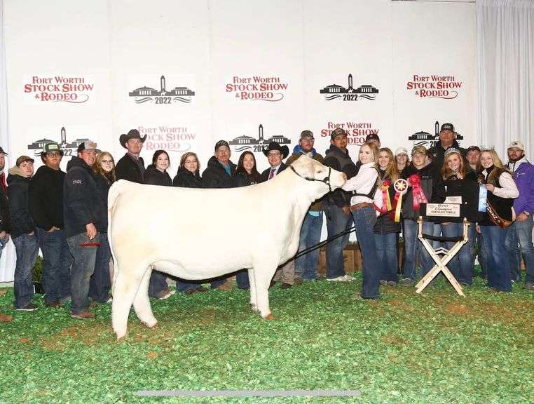 SEXED FEMALE SUPER PUNCHER X LJR HOPE EMBRYOS - SteerBidder
