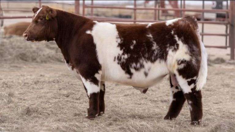 PERFECT CONNECTION A SEMEN - SteerBidder