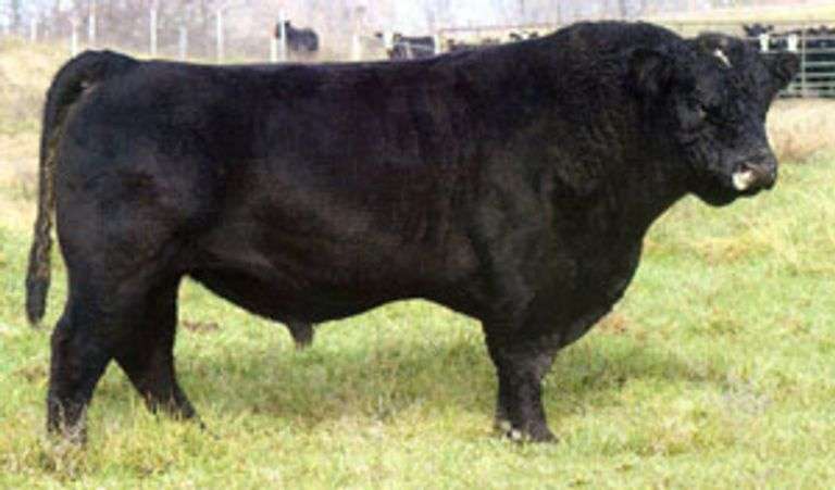 SOS SEMEN - SteerBidder