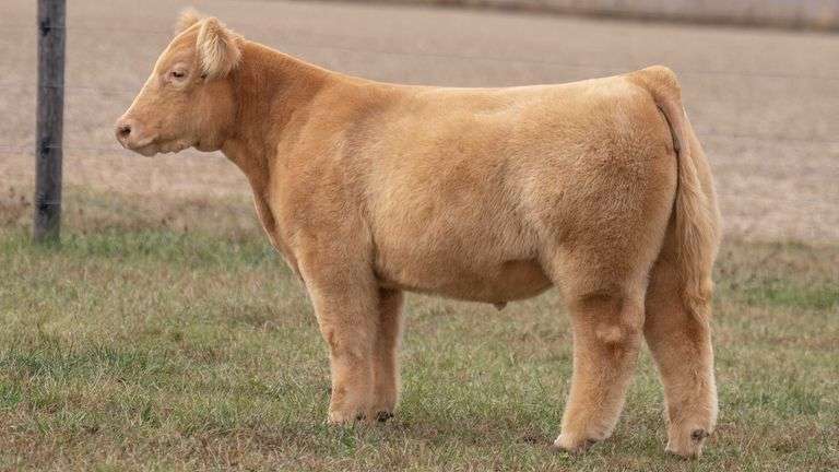 EMBRYO PACKAGE - SteerBidder