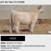 SHACK ATTACK B SEMEN - SteerBidder