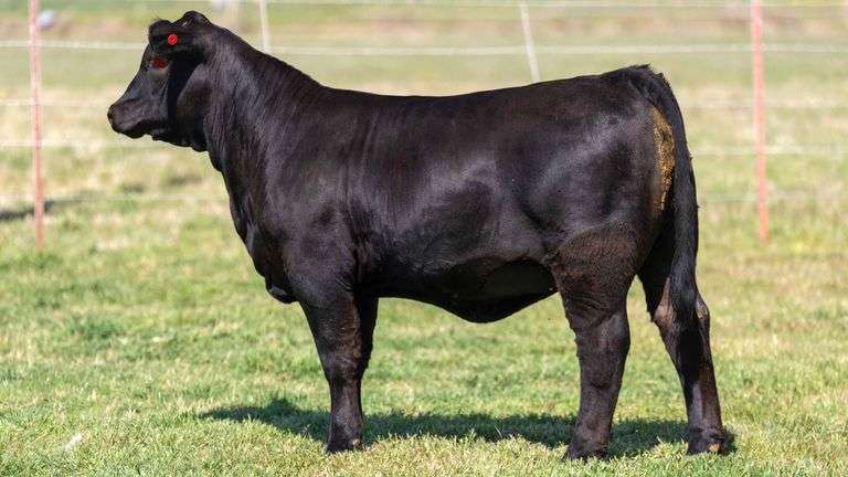 TAG 23 HEIFER - SteerBidder