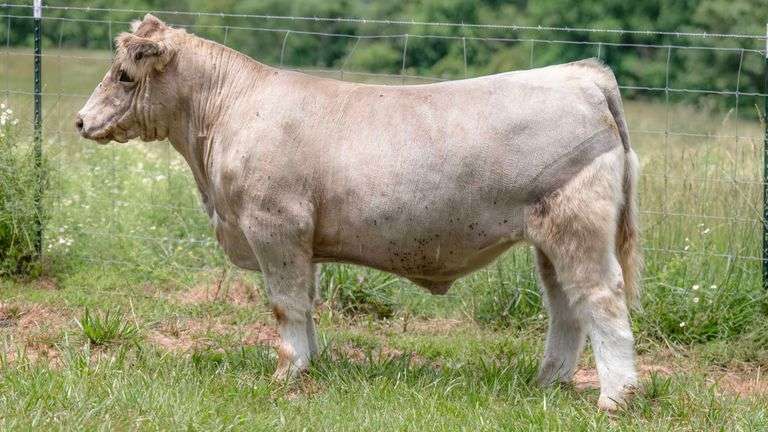 DAVID BRIDGES CATTLE "SETTING THE STANDARD" ONLINE SALE 6/6/24 - SteerBidder
