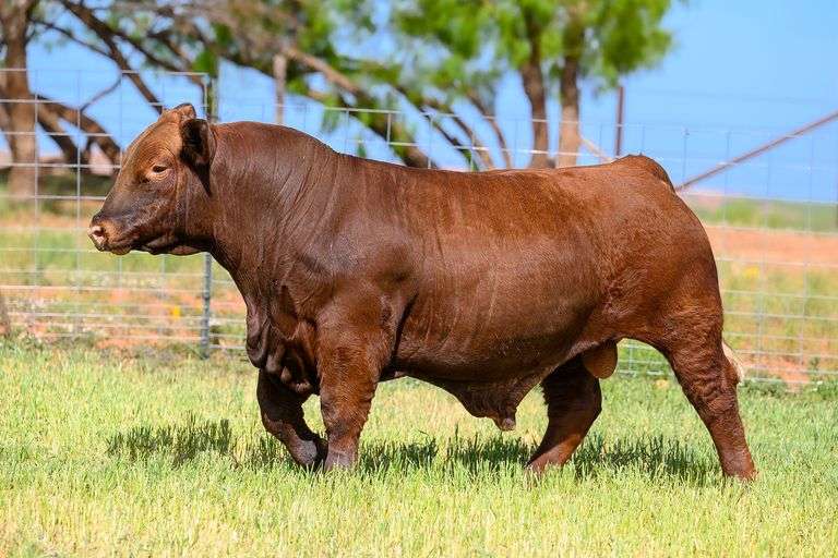 RED 5319 SEMEN - SteerBidder