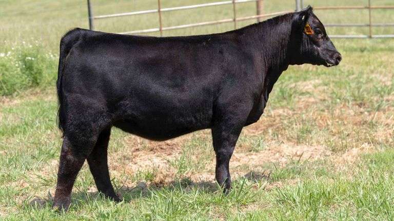 DAVID BRIDGES CATTLE "SETTING THE STANDARD" ONLINE SALE 6/6/24 - SteerBidder