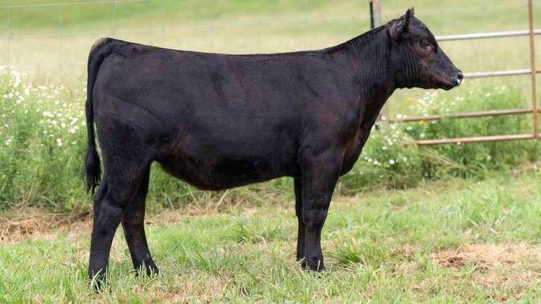 DAVID BRIDGES CATTLE "SETTING THE STANDARD" ONLINE SALE 6/6/24 - SteerBidder