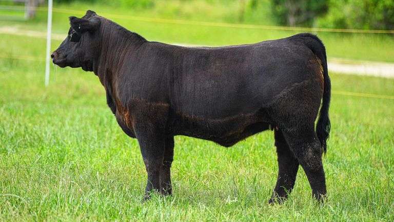 TAG 12 - SteerBidder