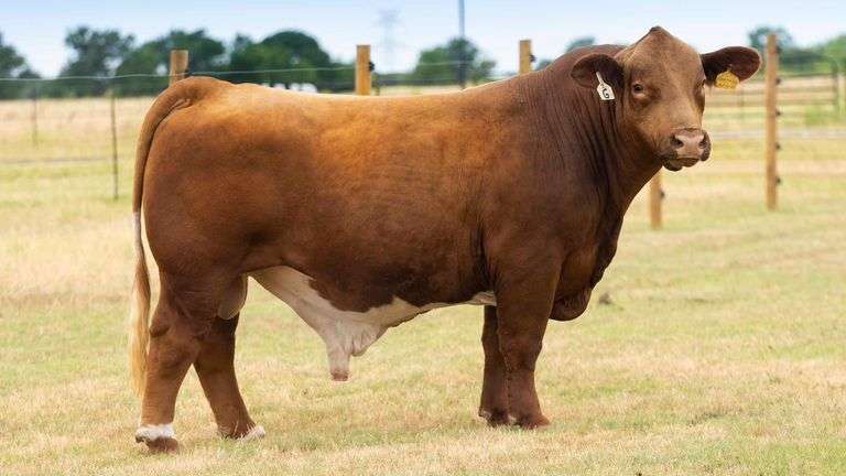 GERONIMO SEMEN - SteerBidder