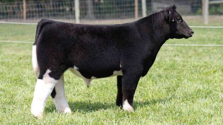 TAG 9 STEER - SteerBidder