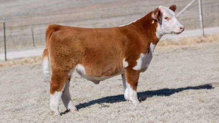 GAME CHANGER A SEMEN - SteerBidder