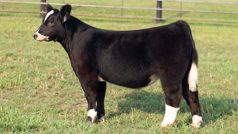 TAG 8 STEER - SteerBidder