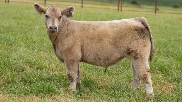 TAG 71 STEER - SteerBidder