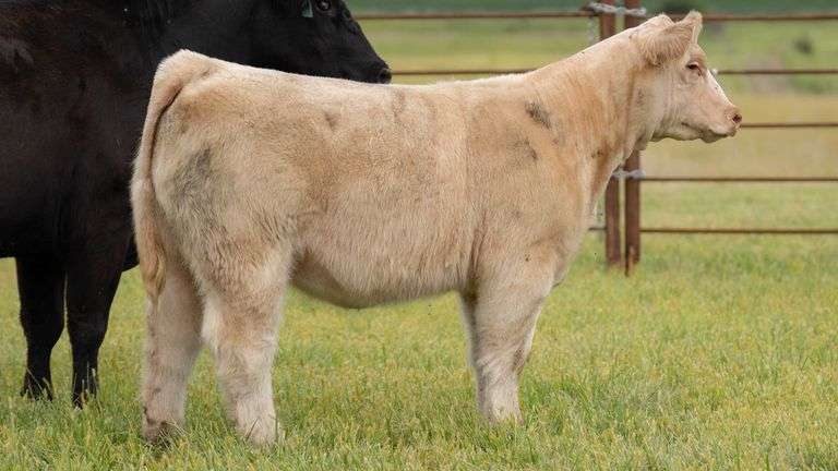 TAG 95 HEIFER - SteerBidder