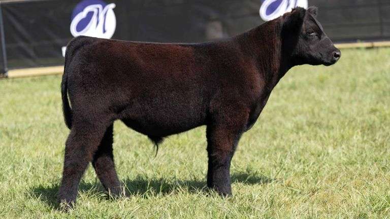 TAG 40 STEER - SteerBidder