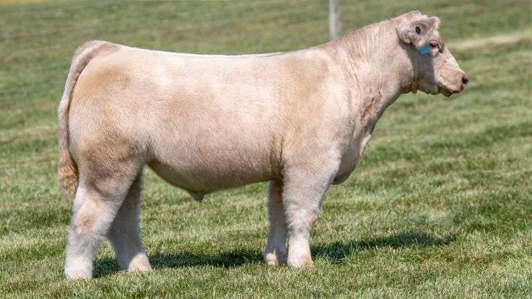 TAG 6 STEER - SteerBidder