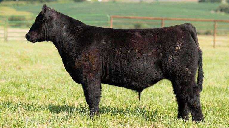 TAG 57 STEER - SteerBidder