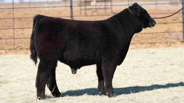 AMERICAN I AM A SEMEN - SteerBidder