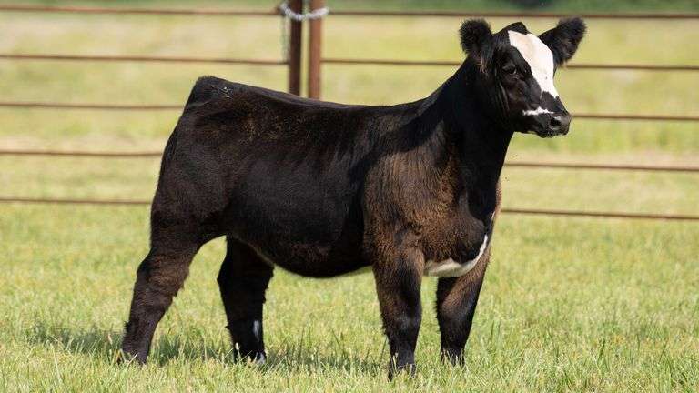 TAG 90 HEIFER - SteerBidder