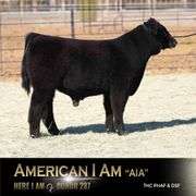 AMERICAN I AM B SEMEN - SteerBidder