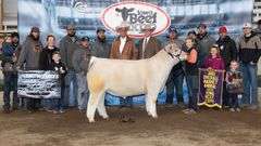 588 X BDR EMBRYOS - SteerBidder