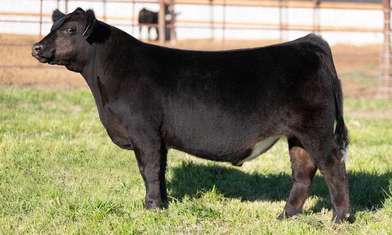 TAG 1 STEER - SteerBidder