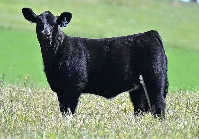 TAG X13 HEIFER - SteerBidder