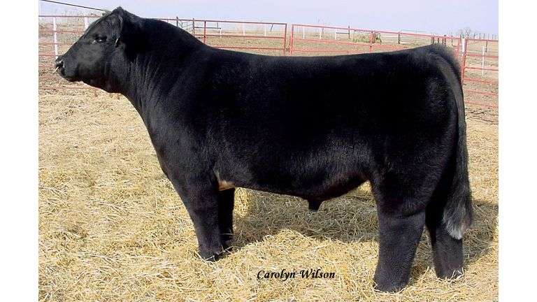 EYE CANDY SEMEN - SteerBidder