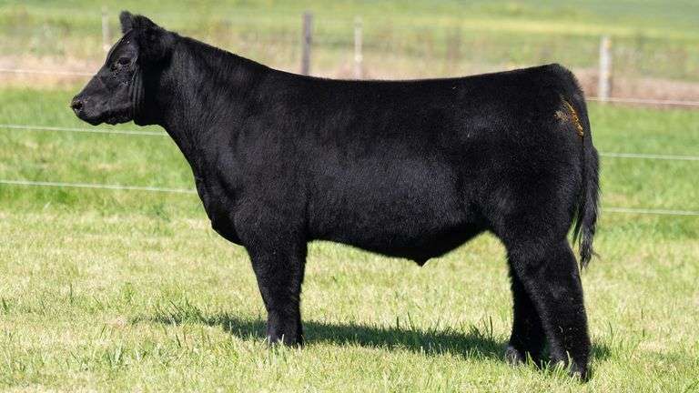 TAG 6 STEER - SteerBidder