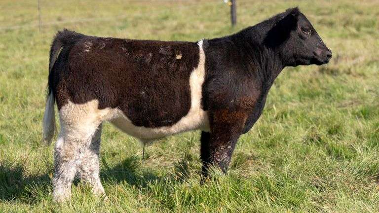 TAG 702 STEER - SteerBidder
