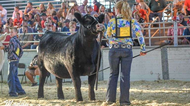 TAG 8 STEER - SteerBidder