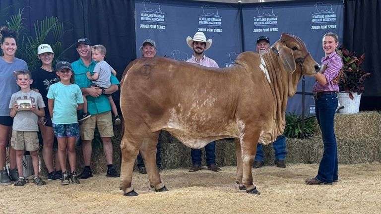 3 MAE X LOVIN 750 EMBRYOS - SteerBidder
