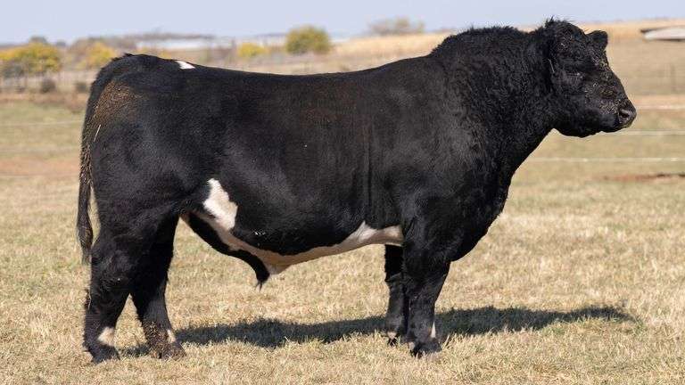 HIGH HOPES D SEMEN - SteerBidder